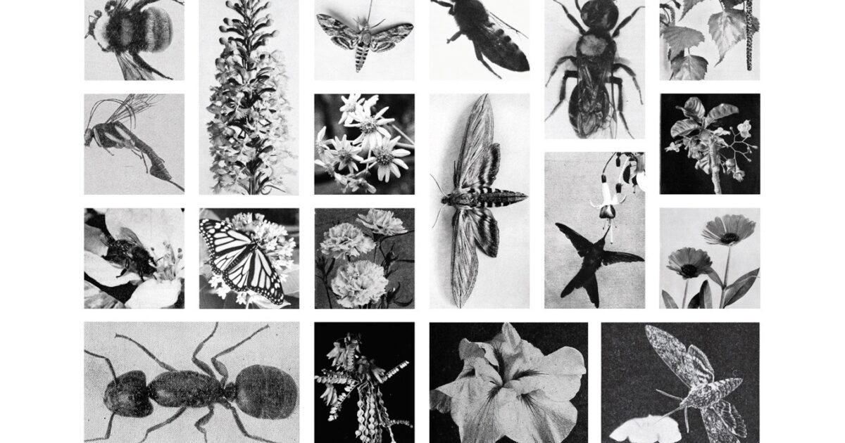 An introduction to pollinators and what you… | Stone Soup Syndicate