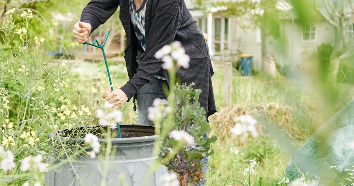Blue Borage | Stone Soup Syndicate