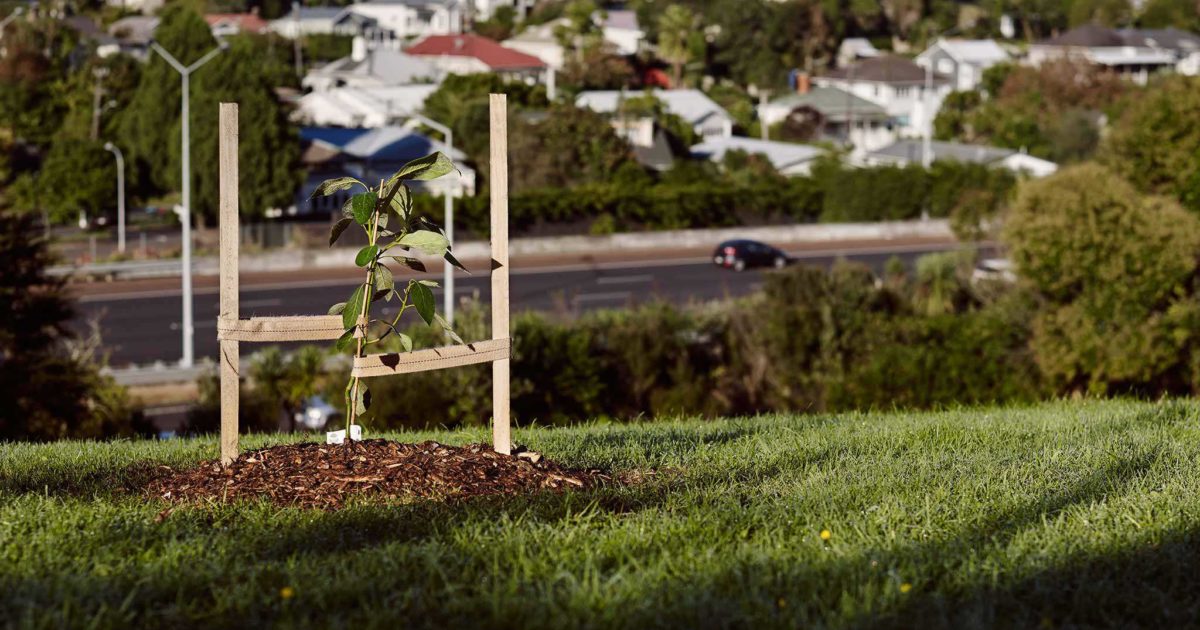Guerilla Gardening | Stone Soup Syndicate
